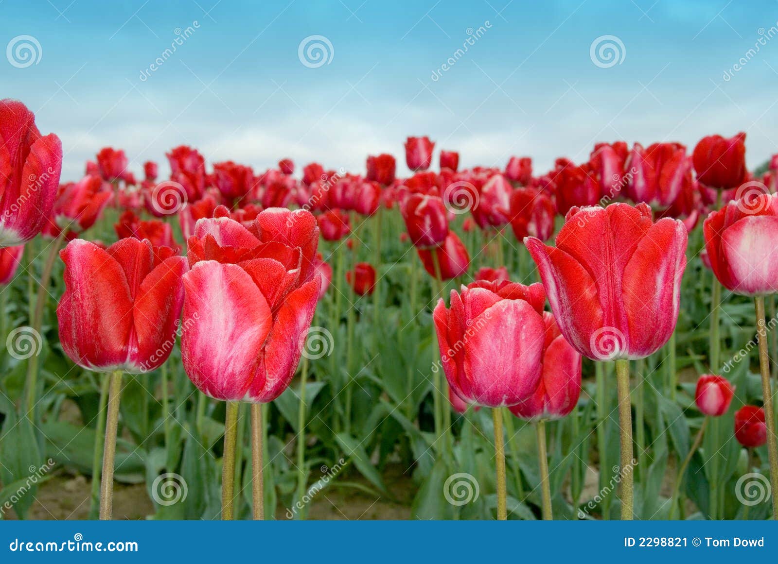 Icy Red Tulips stock image. Image of blue, bouquet, flower - 2298821