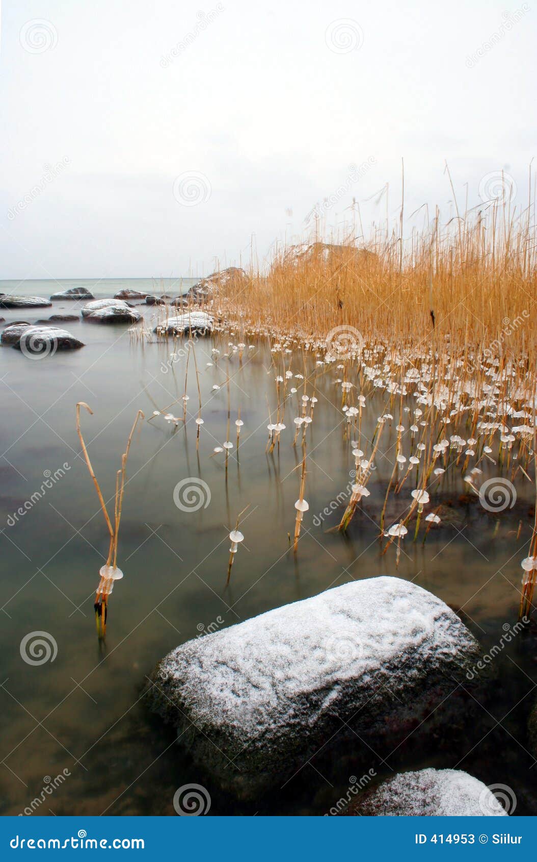 Icy reeds in lake stock image. Image of white, rocks, freezing - 414953