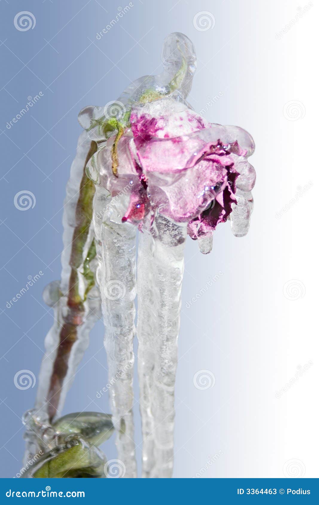 Icy Rose stock image. Image of chill, freeze, thaw, blossom - 3364463