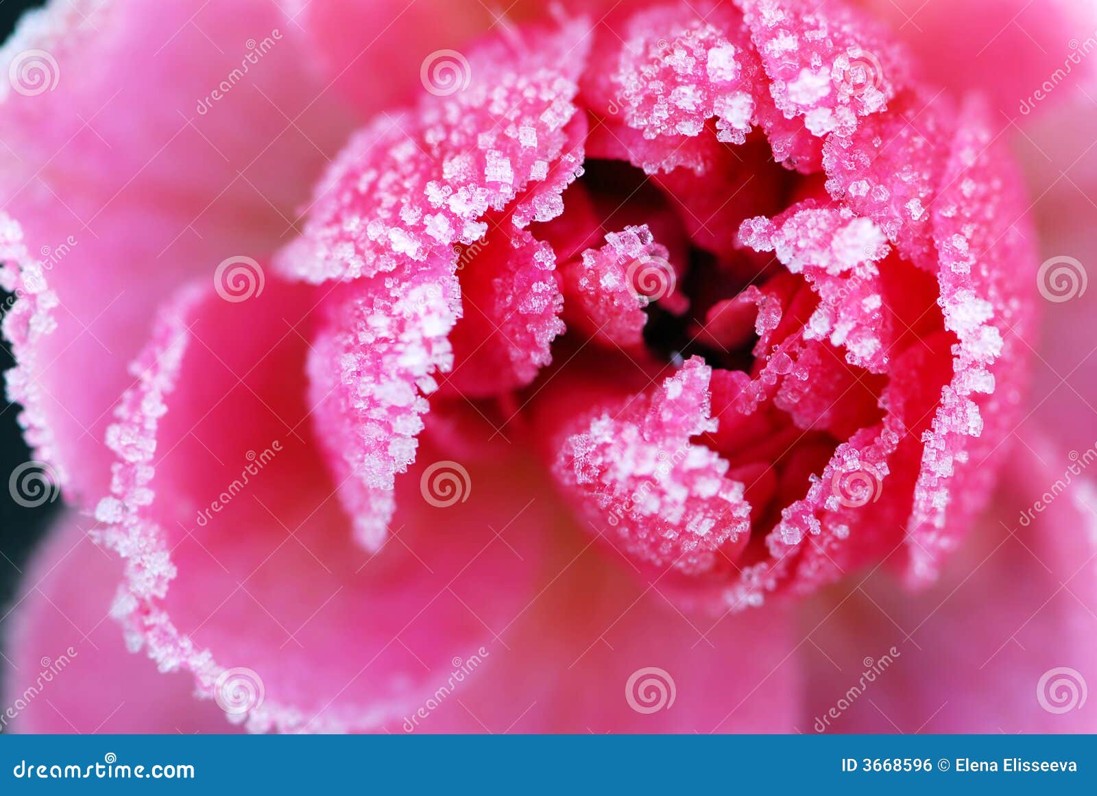 Icy rose stock photo. Image of flowering, close, cover - 3668596