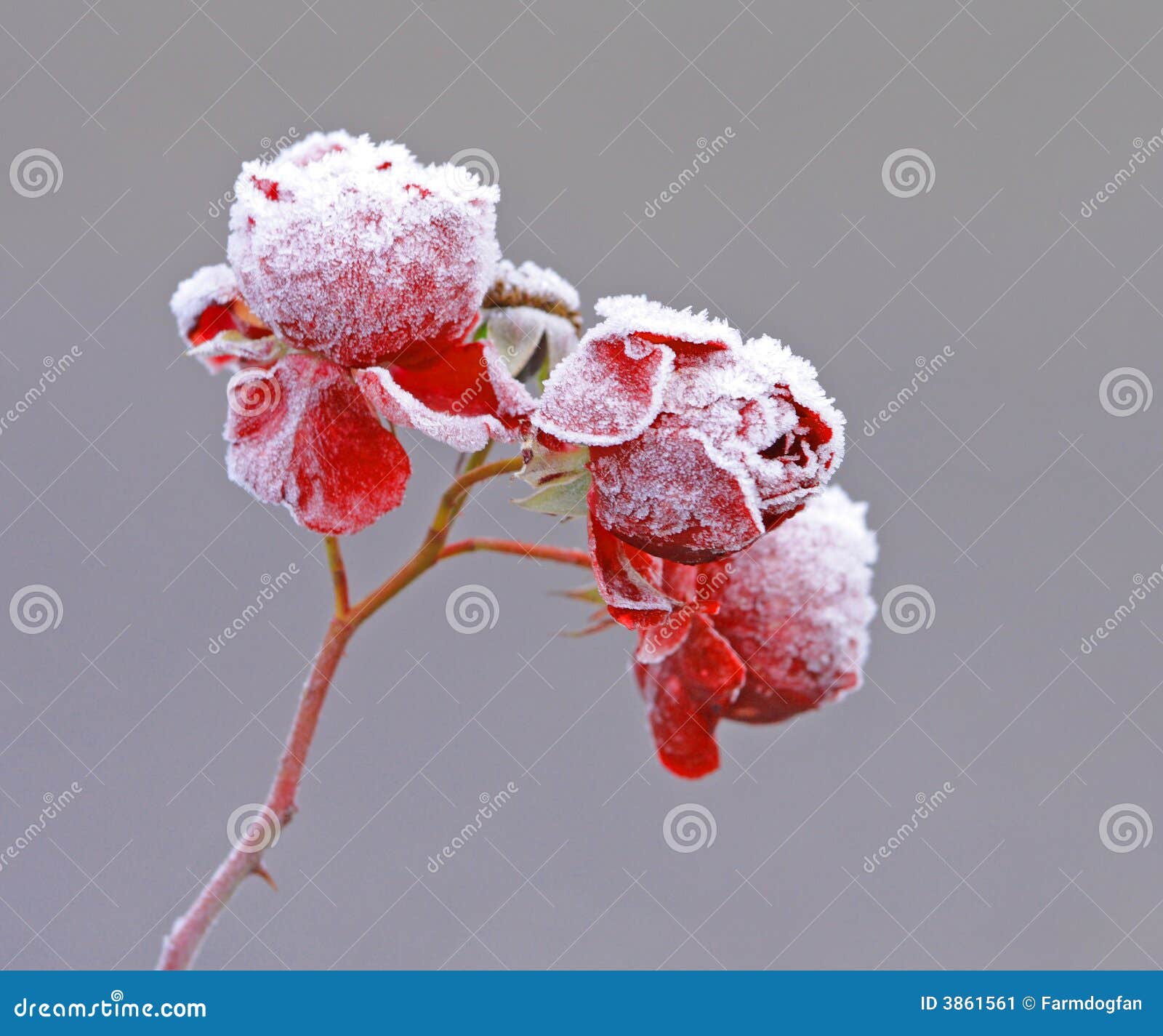 Icy roses stock image. Image of frosty, garden, winter - 3861561
