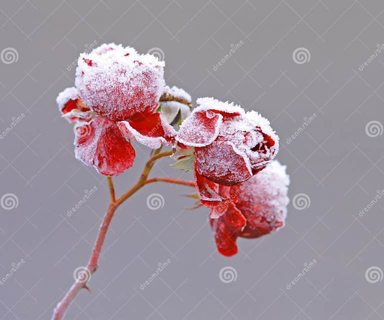 Icy roses stock image. Image of frosty, garden, winter - 3861561