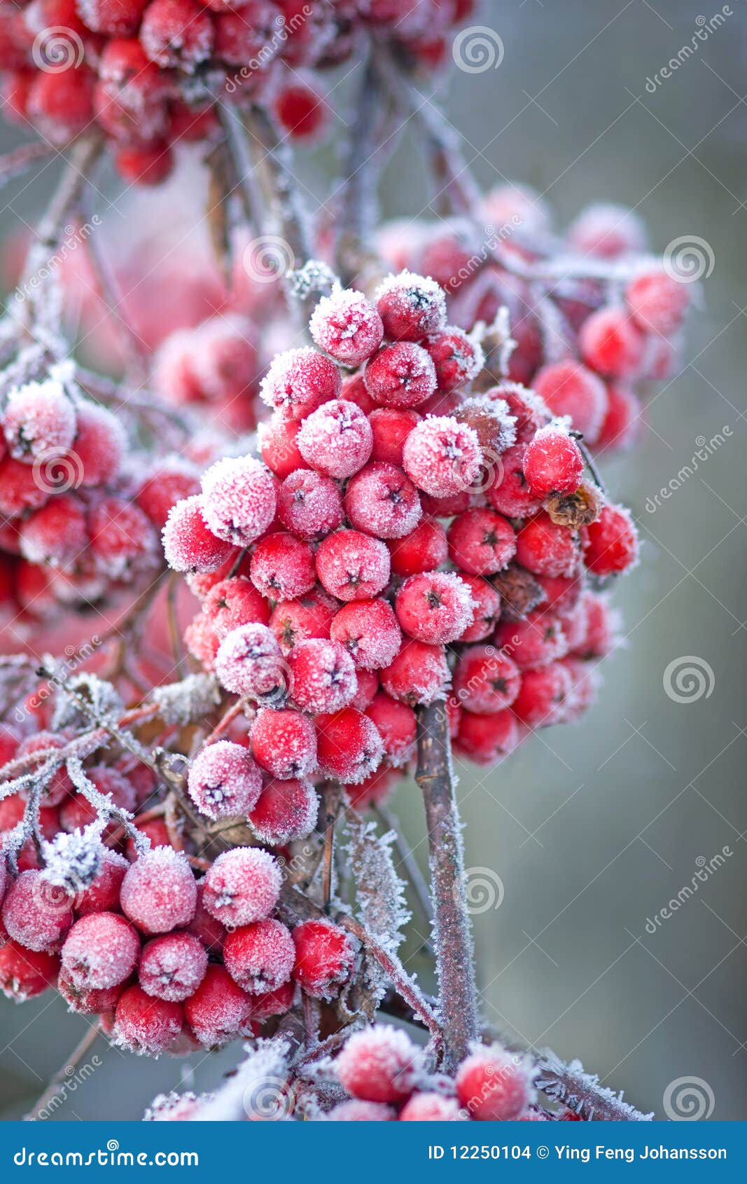 Icy rowan berries stock photo. Image of cluster, fruit - 12250104