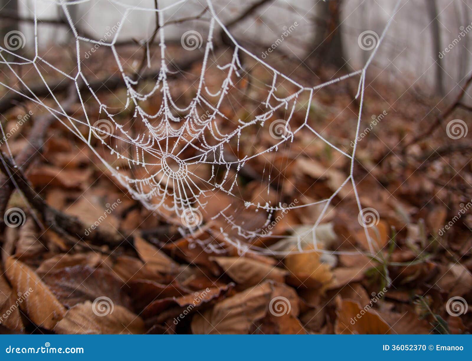 Icy spider web in forest stock photo. Image of closeup - 36052370