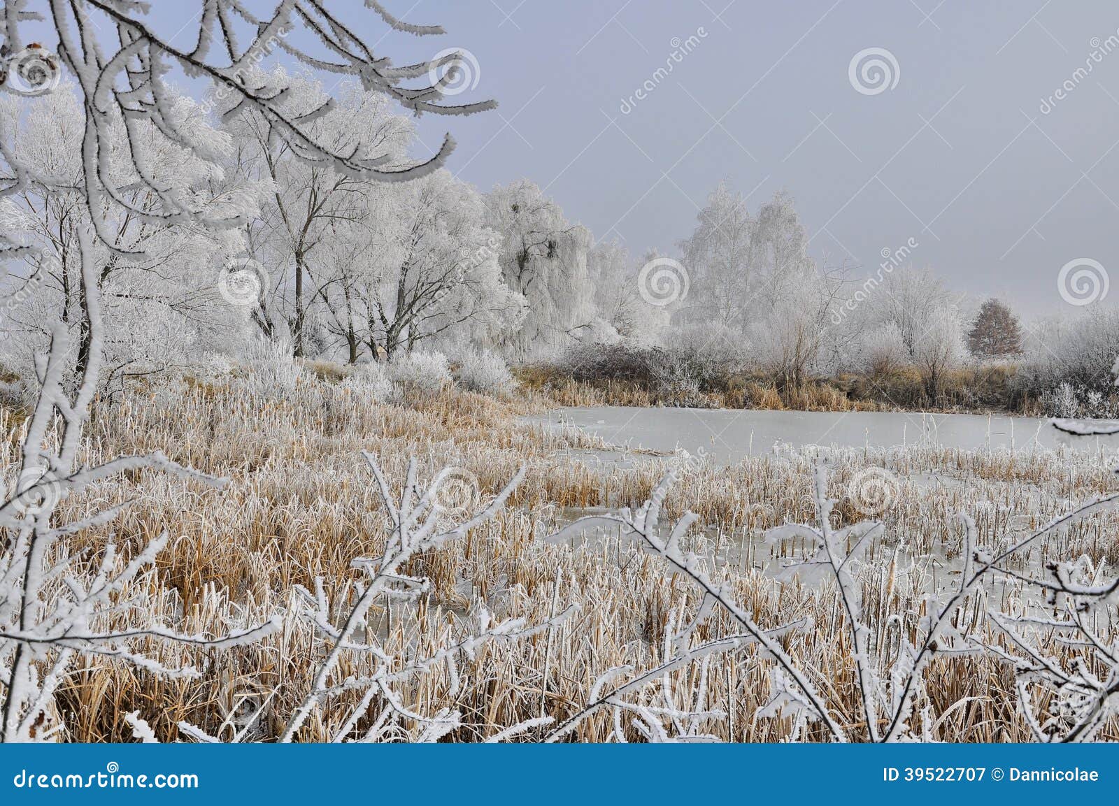Icy swamp with reeds stock image. Image of grass, coating - 39522707