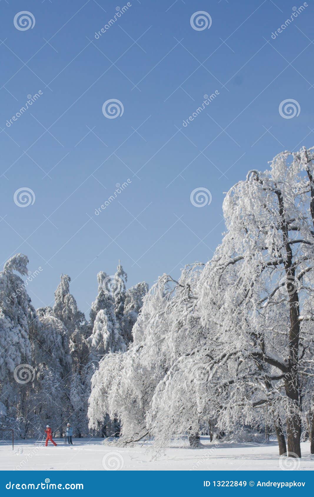 Icy tree stock image. Image of beauty, light, park, color - 13222849