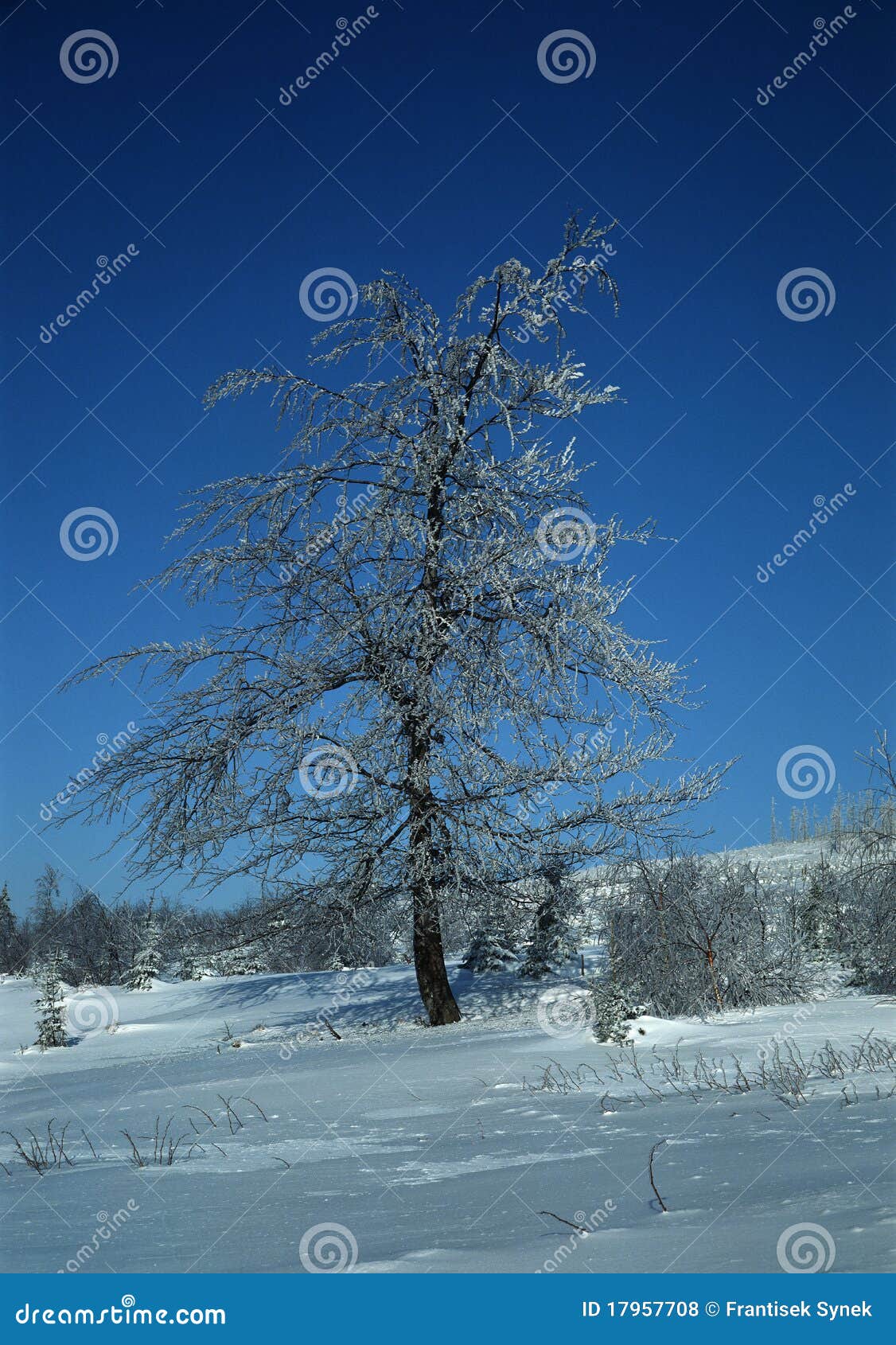 Icy tree stock photo. Image of outdoors, winter, landscape - 17957708