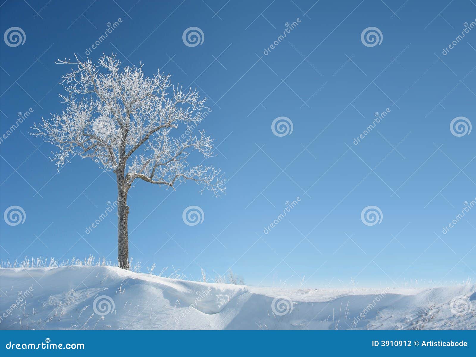 Icy Tree stock photo. Image of white, serene, blue, freezing - 3910912