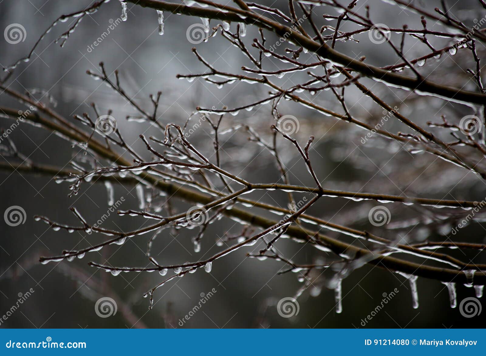 Icy Tree Branch stock photo. Image of hike, tree, trees - 91214080