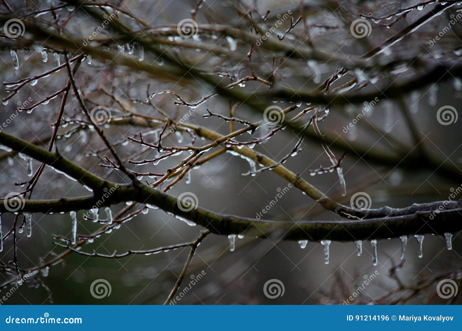 Icy Tree Branch stock photo. Image of freezing, trees - 91214196
