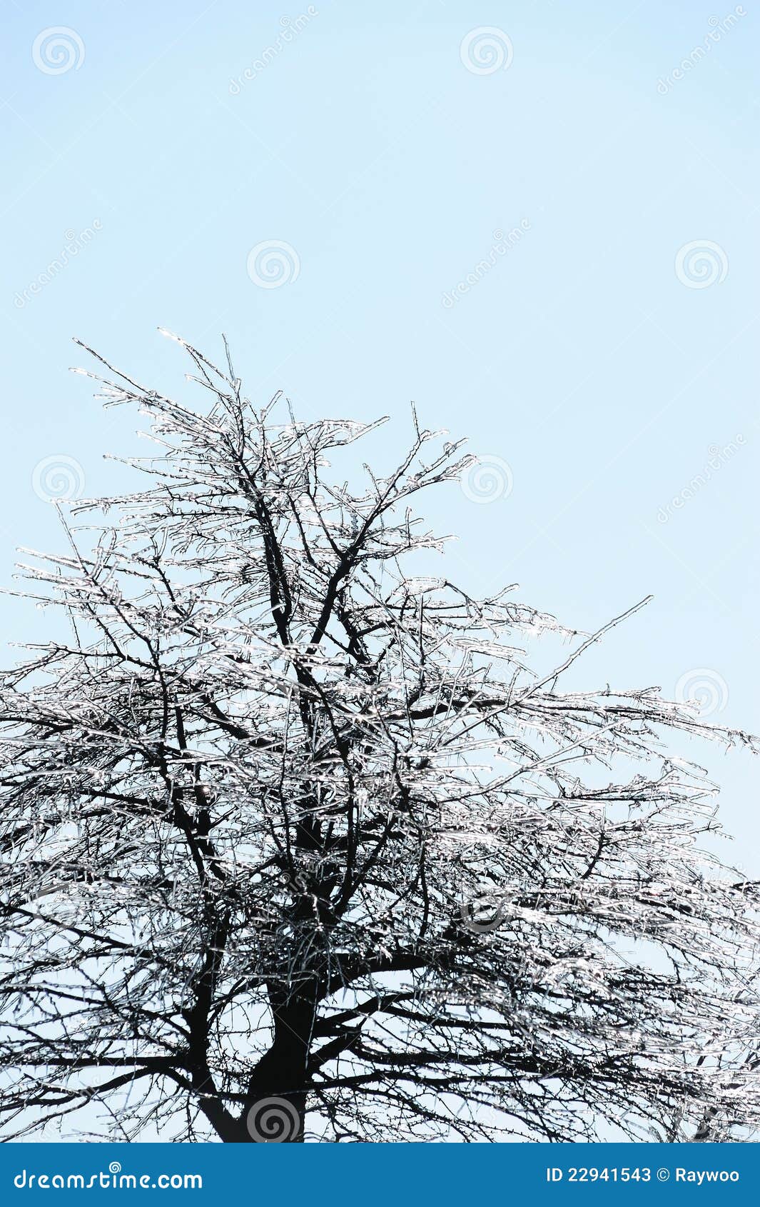 Icy tree branches stock image. Image of frost, nature - 22941543