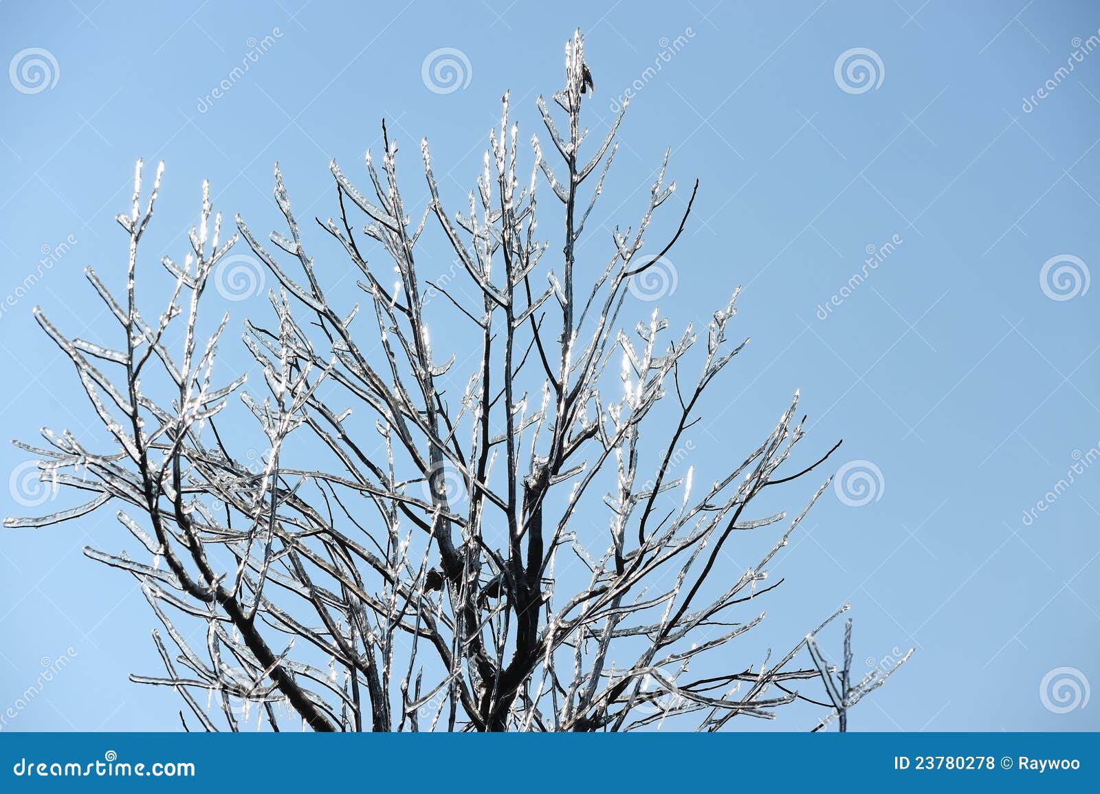 Icy tree branches stock photo. Image of frosty, seasonal - 23780278