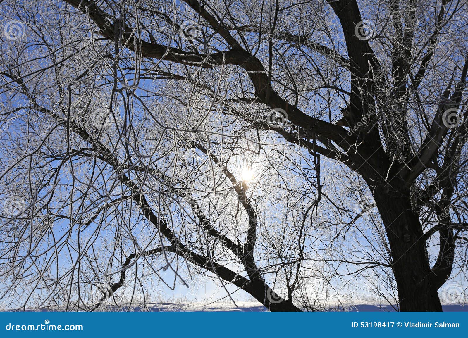 Icy Tree Branches Against the Blue Sky Stock Image - Image of shallow ...