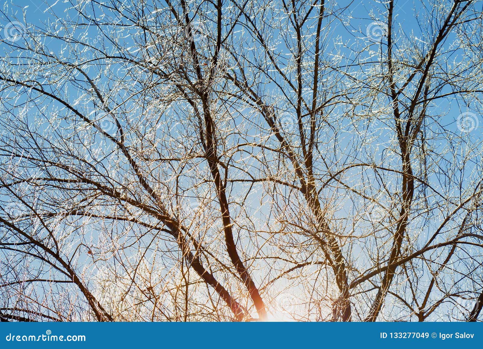 Icy Tree Branches Against the Blue Sky and Under the Rays of the Sun ...