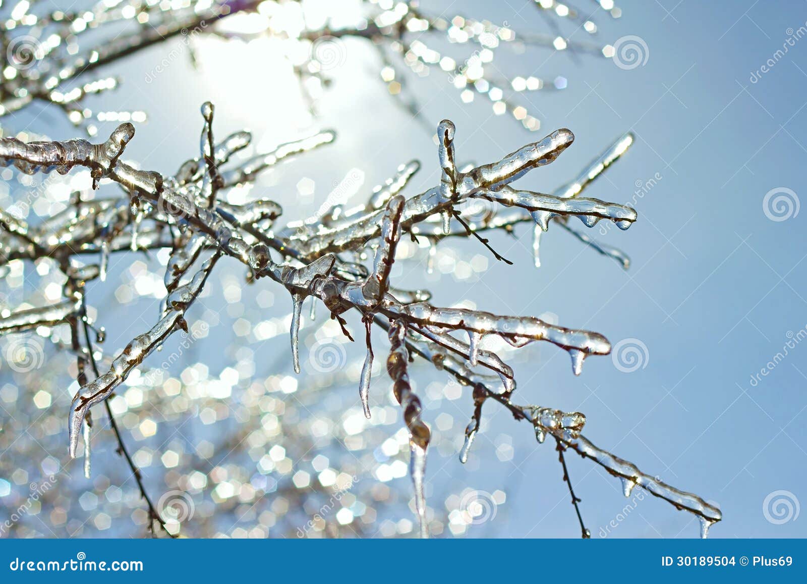 69,575 Icy Tree Photos - Free & Royalty-Free Stock Photos from Dreamstime
