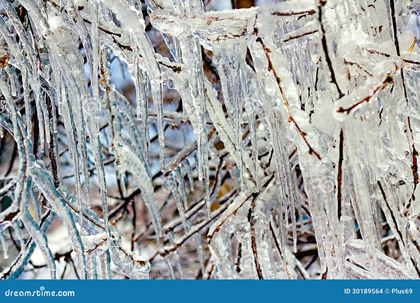Icy tree branches stock photo. Image of environment, focus - 30189564