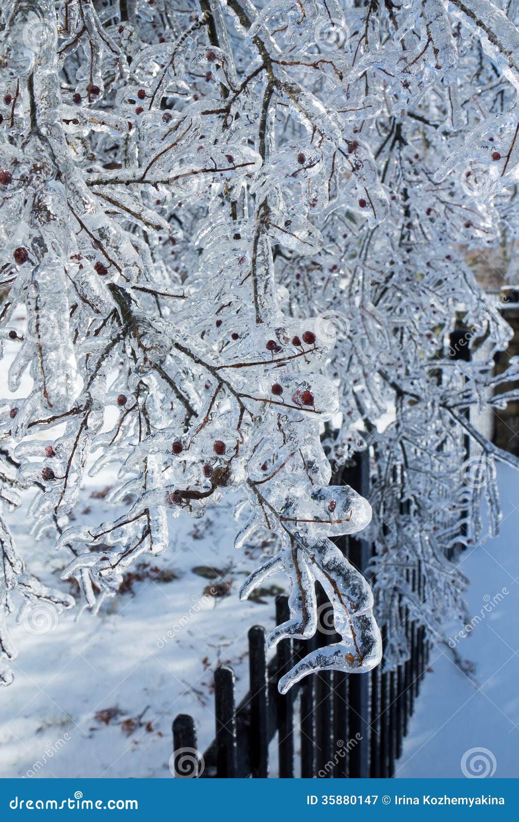 Freezing Rain Trees