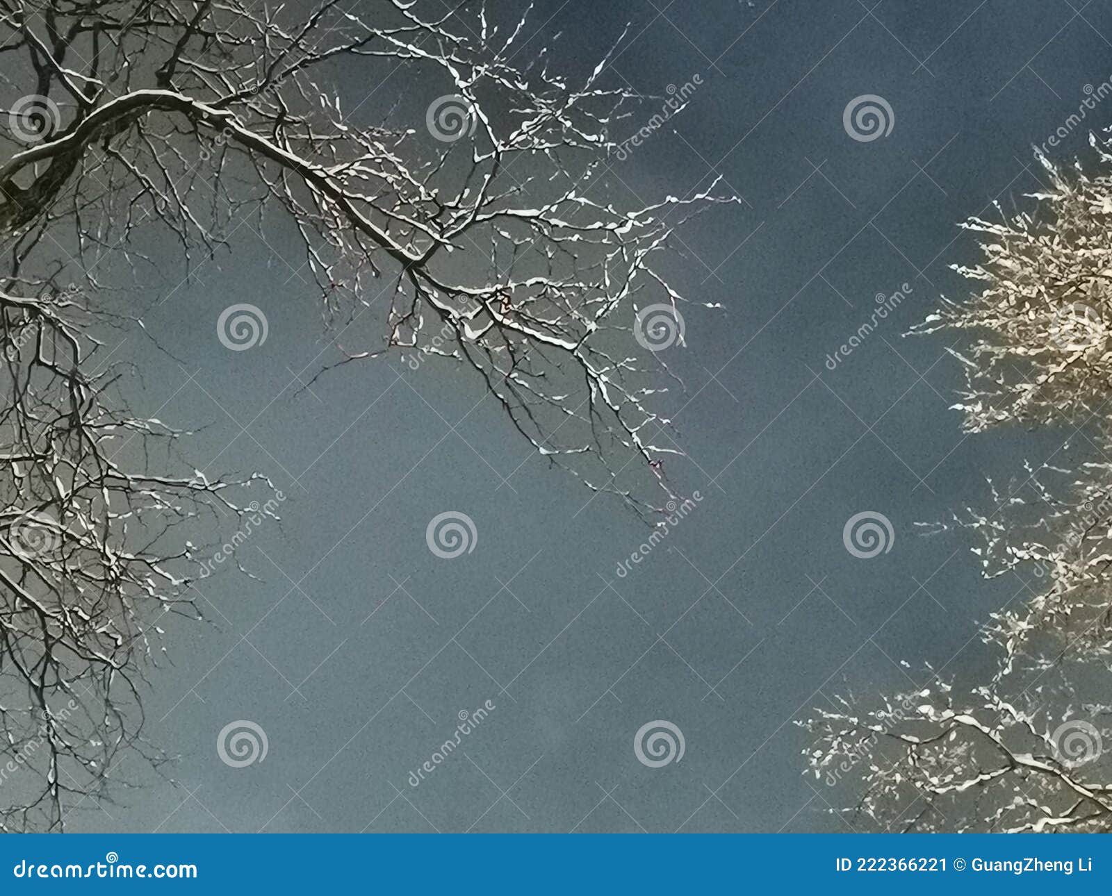 Icy tree branches stock image. Image of reflection, branch - 222366221