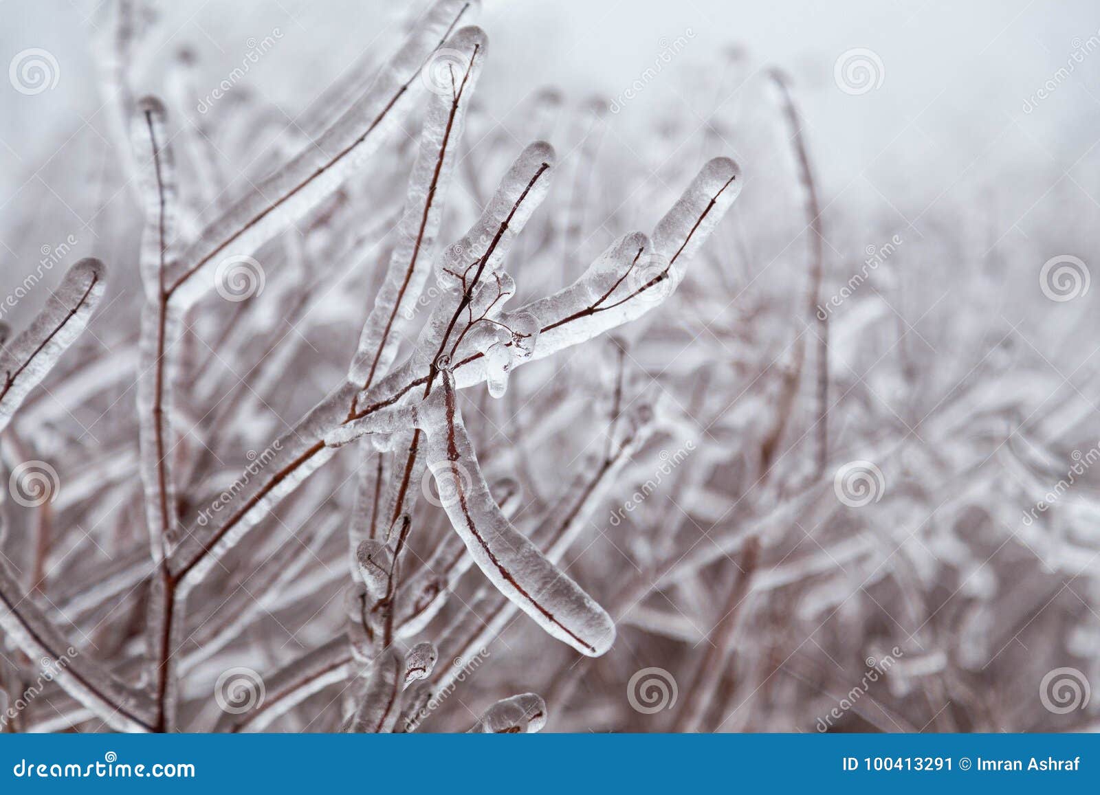 Icy tree branches stock image. Image of outdoor, beautiful - 100413291