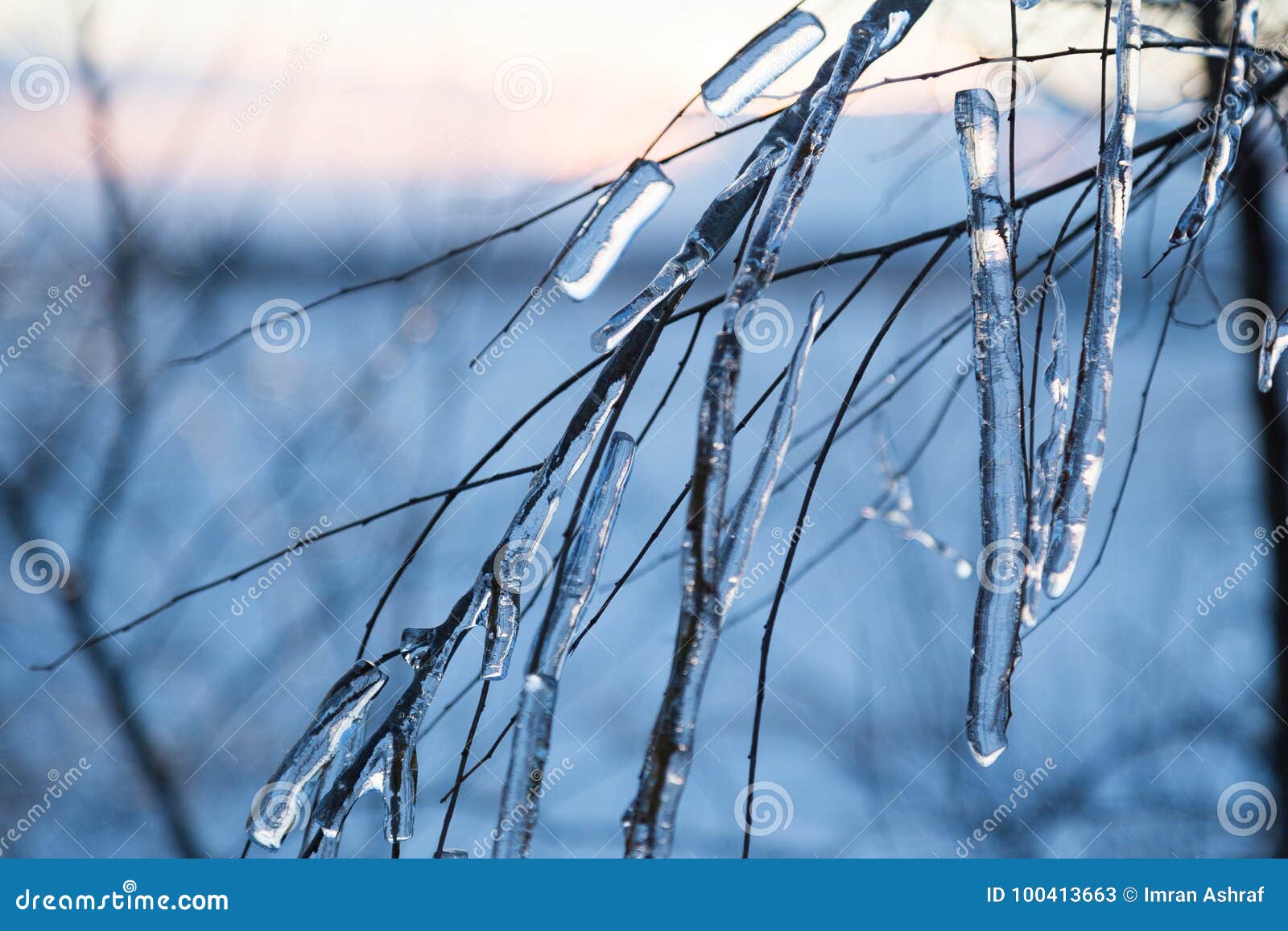 Icy tree branches stock image. Image of freeze, covered - 100413663