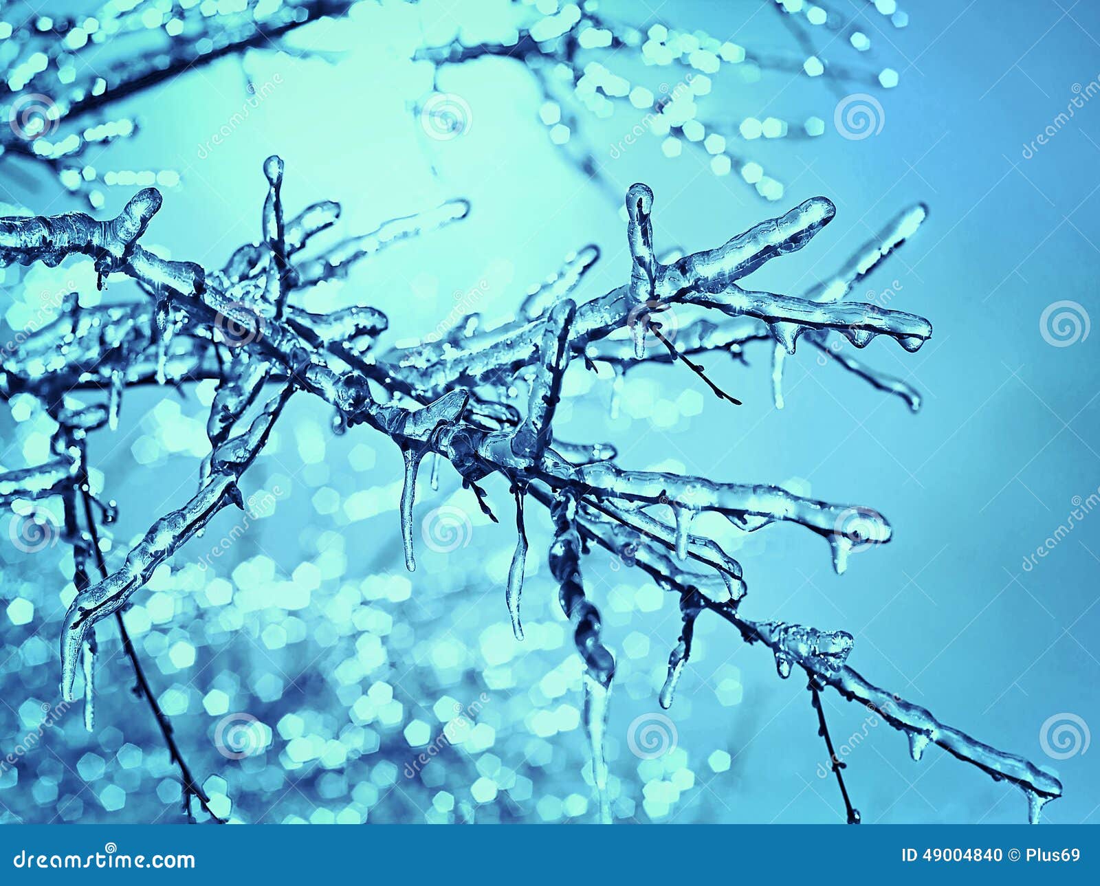 Icy Tree Branches in the Sunlight Stock Photo - Image of glitter ...
