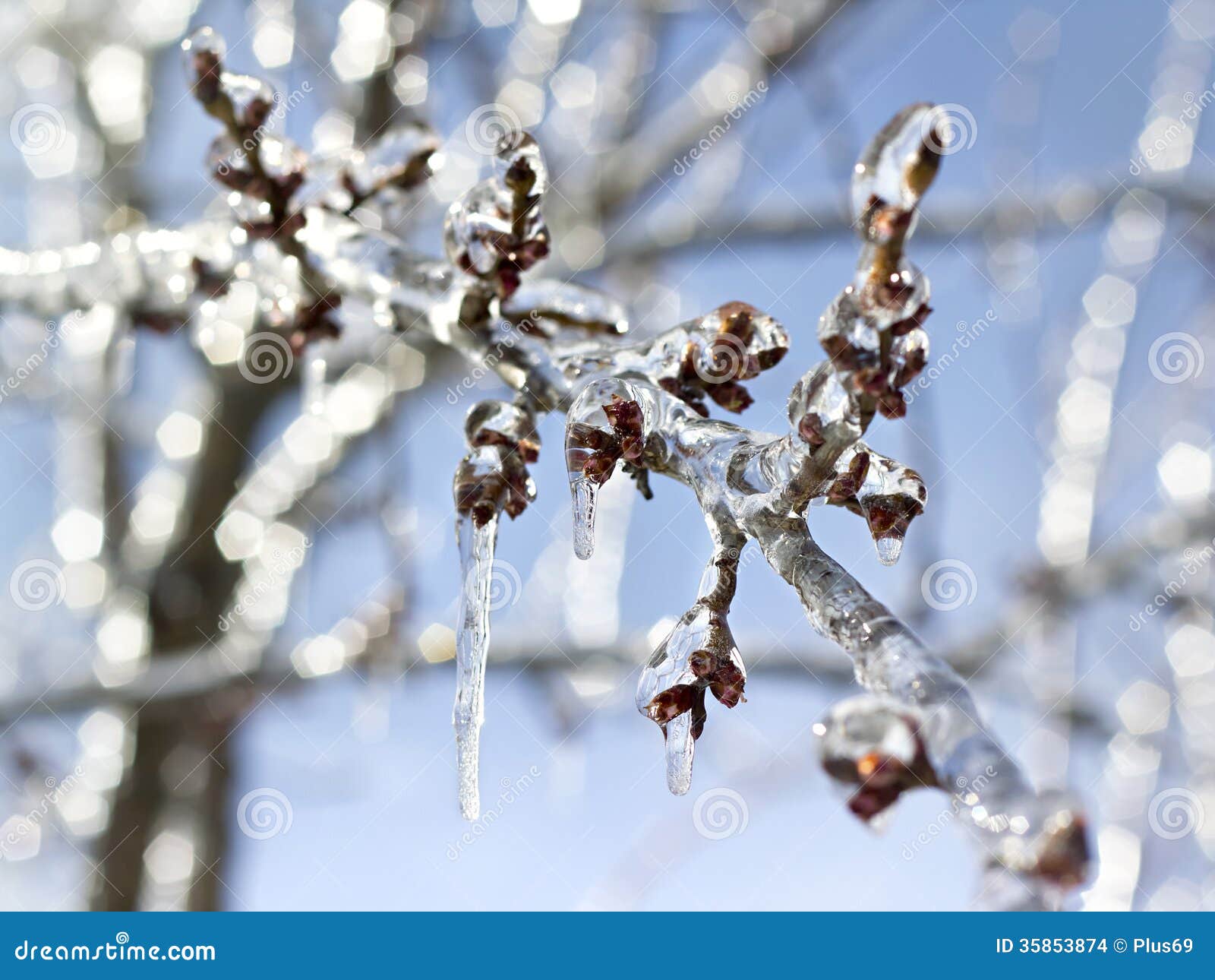 Icy Tree Branches in the Sunlight Stock Photo - Image of clean, pure ...