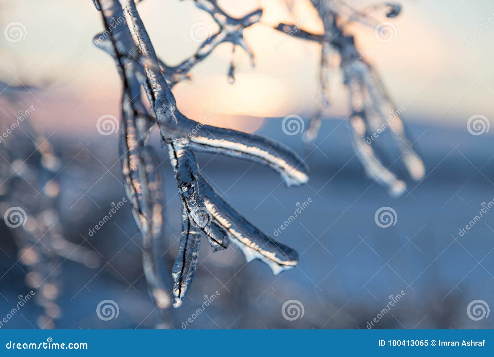 Icy tree braches stock image. Image of forest, branch - 100413065