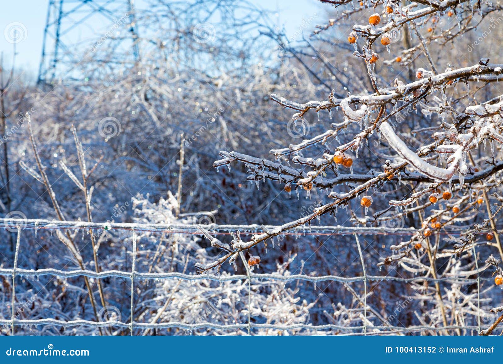 Icy tree braches stock photo. Image of landscape, season - 100413152