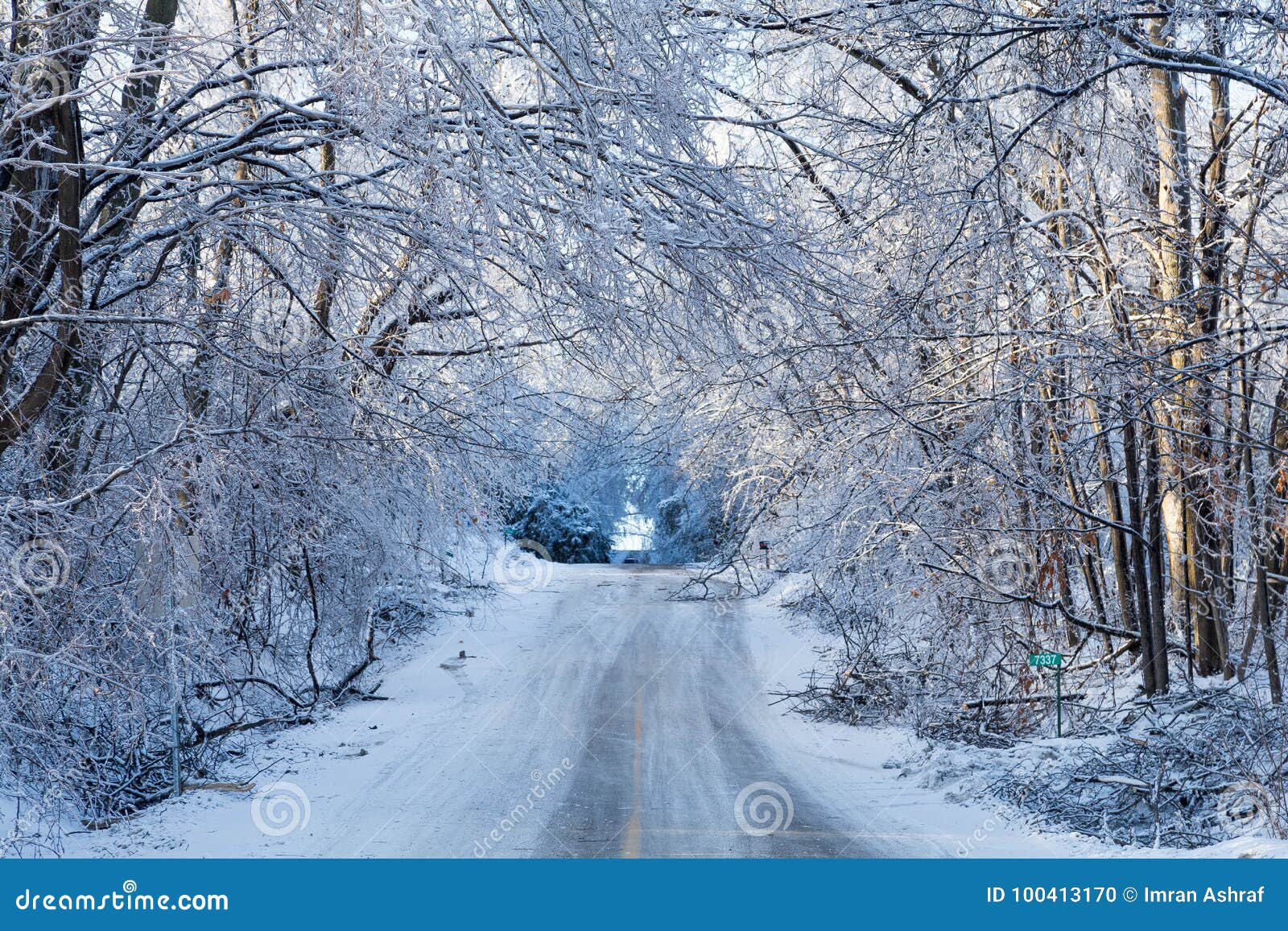Icy tree braches stock photo. Image of nature, closeup - 100413170