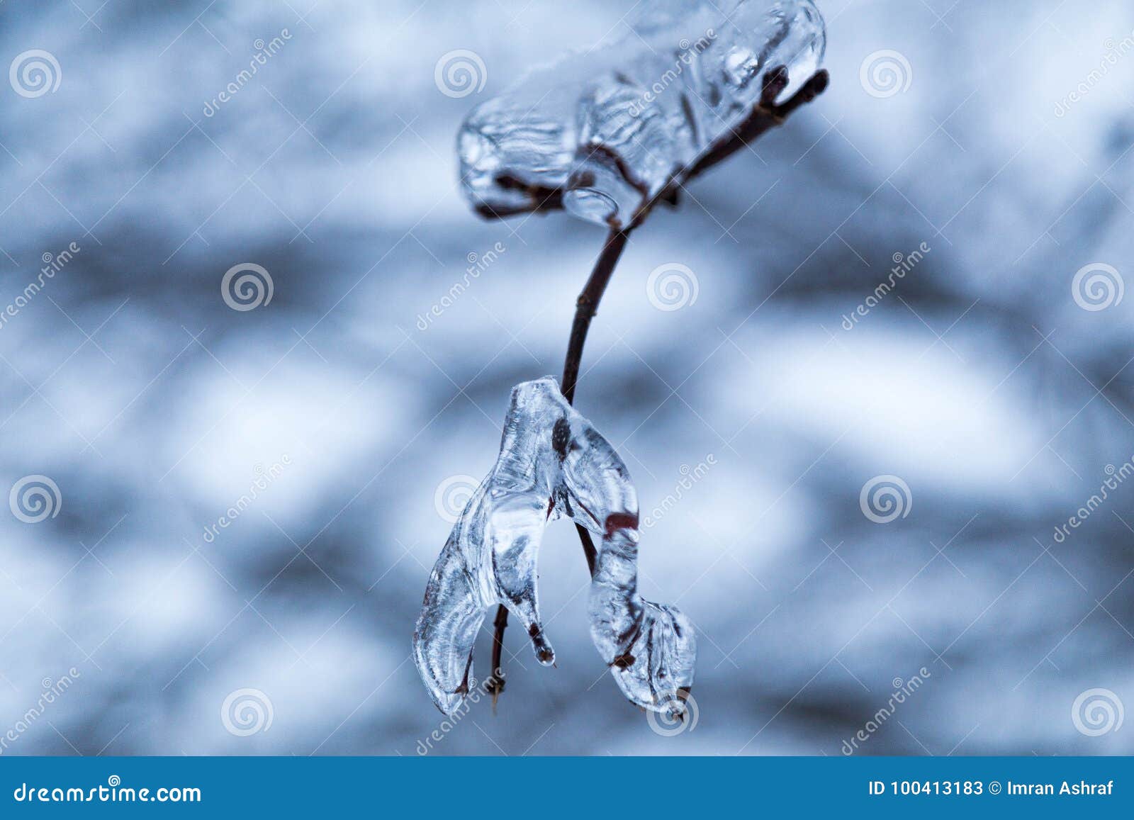 Icy tree braches stock image. Image of braches, christmas - 100413183