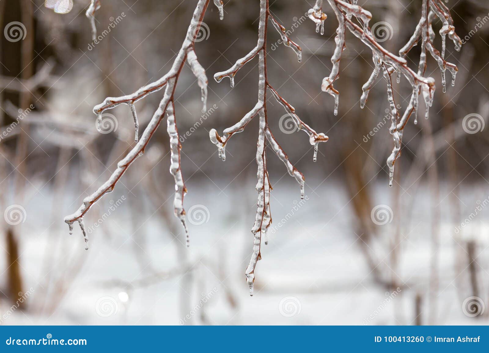 Icy tree branches stock photo. Image of branch, cold - 100413260