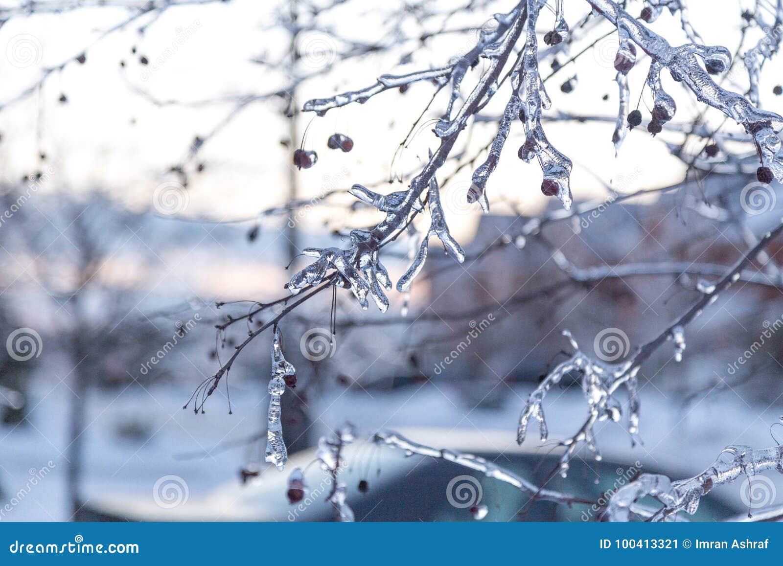 Icy tree branches stock image. Image of natural, path - 100413321