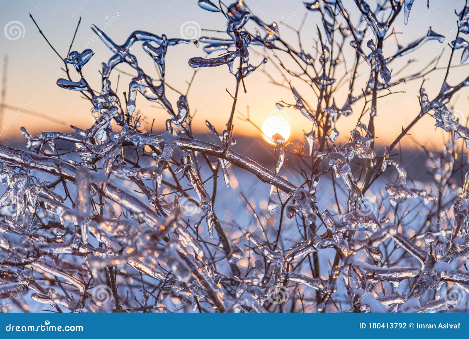 Icy tree branches stock photo. Image of branches, frost - 100413792