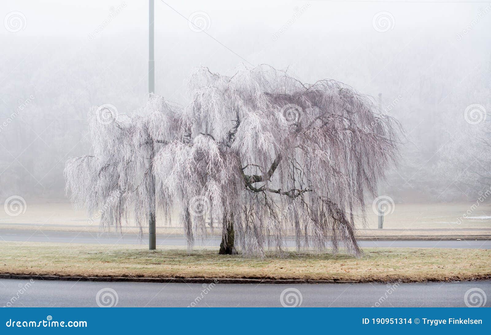 Icy Tree in the Centre of a Roundabout Stock Photo - Image of beautiful ...