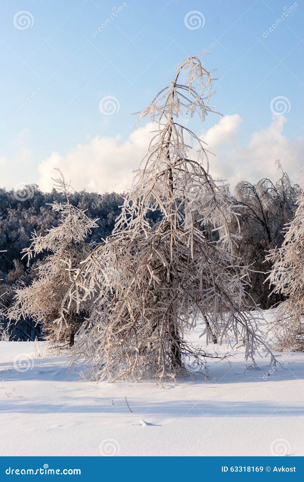 Icy tree stock image. Image of fortunate, hoarfrost, branches - 63318169