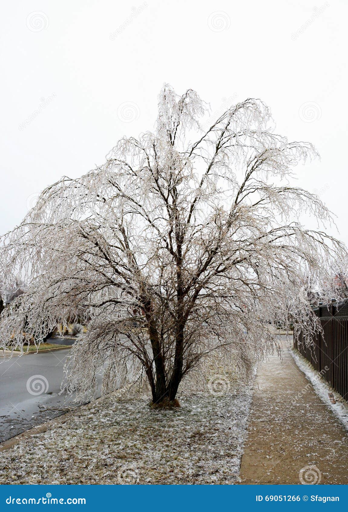 Icy tree stock photo. Image of crystals, icicle, brilliance - 69051266