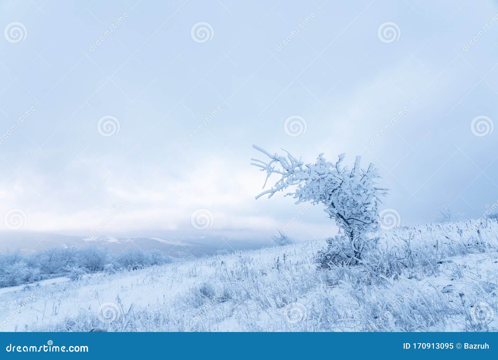 Icy tree in a snowy field stock image. Image of outdoor - 170913095