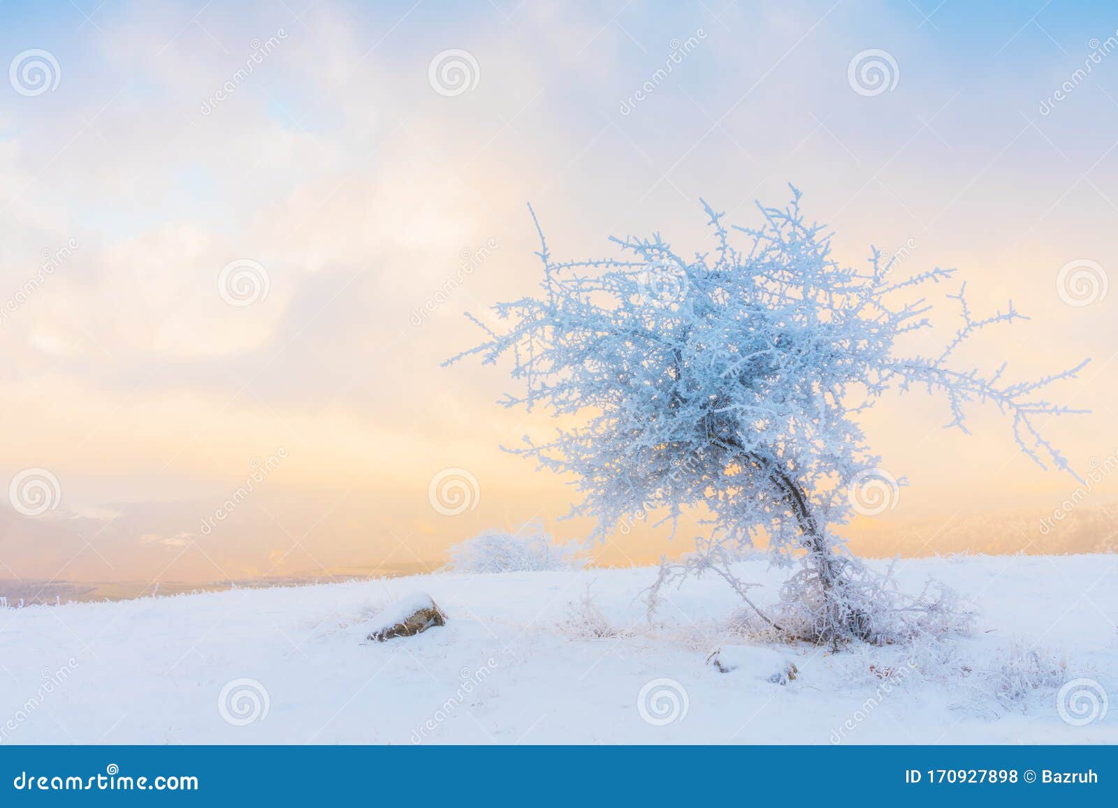 Icy tree in a snowy field stock photo. Image of countryside - 170927898