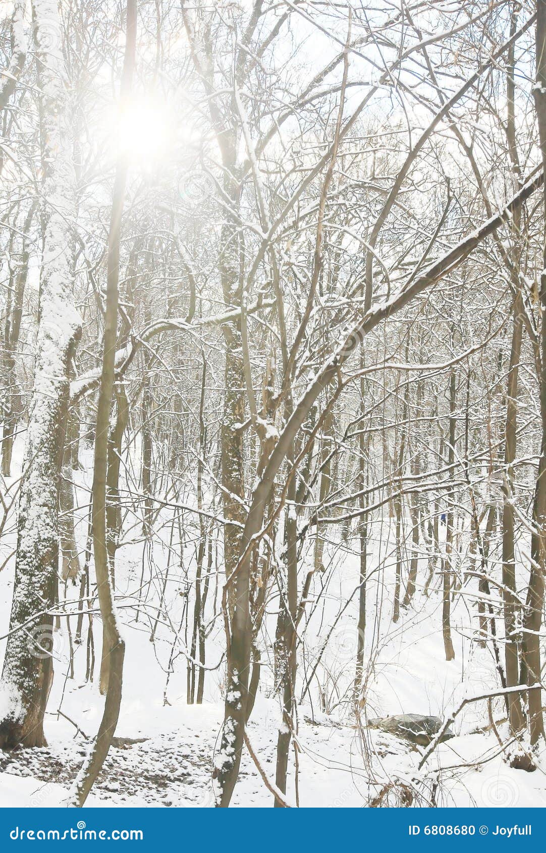 Icy Trees stock photo. Image of landscape, nature, sunlight - 6808680