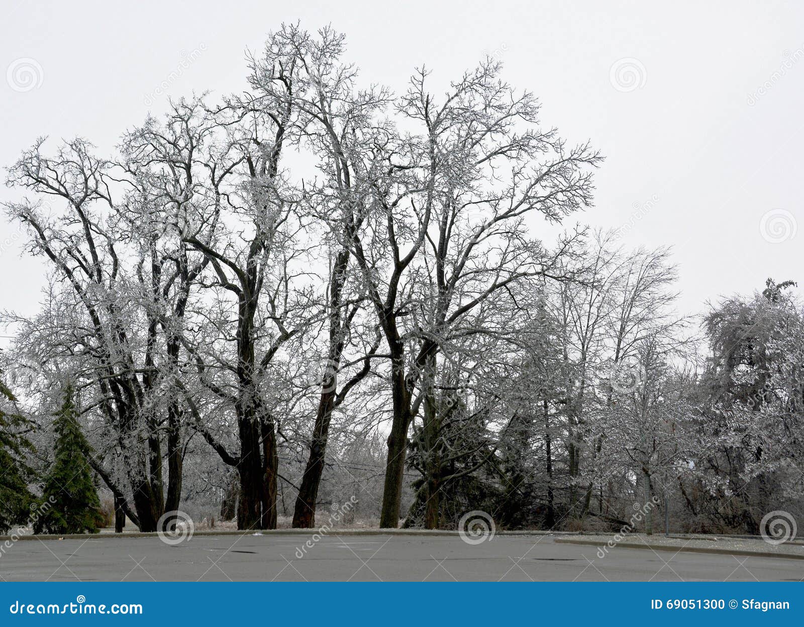 Icy trees stock photo. Image of frosty, weather, outdoor - 69051300