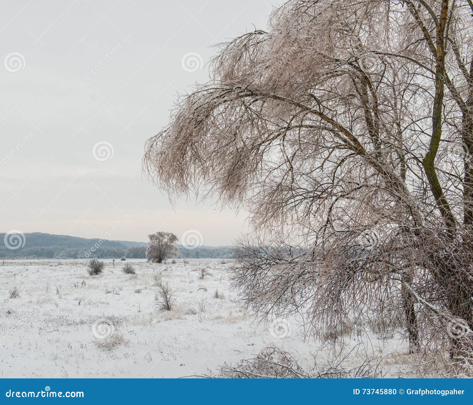 Icy trees stock photo. Image of rural, december, blue - 73745880