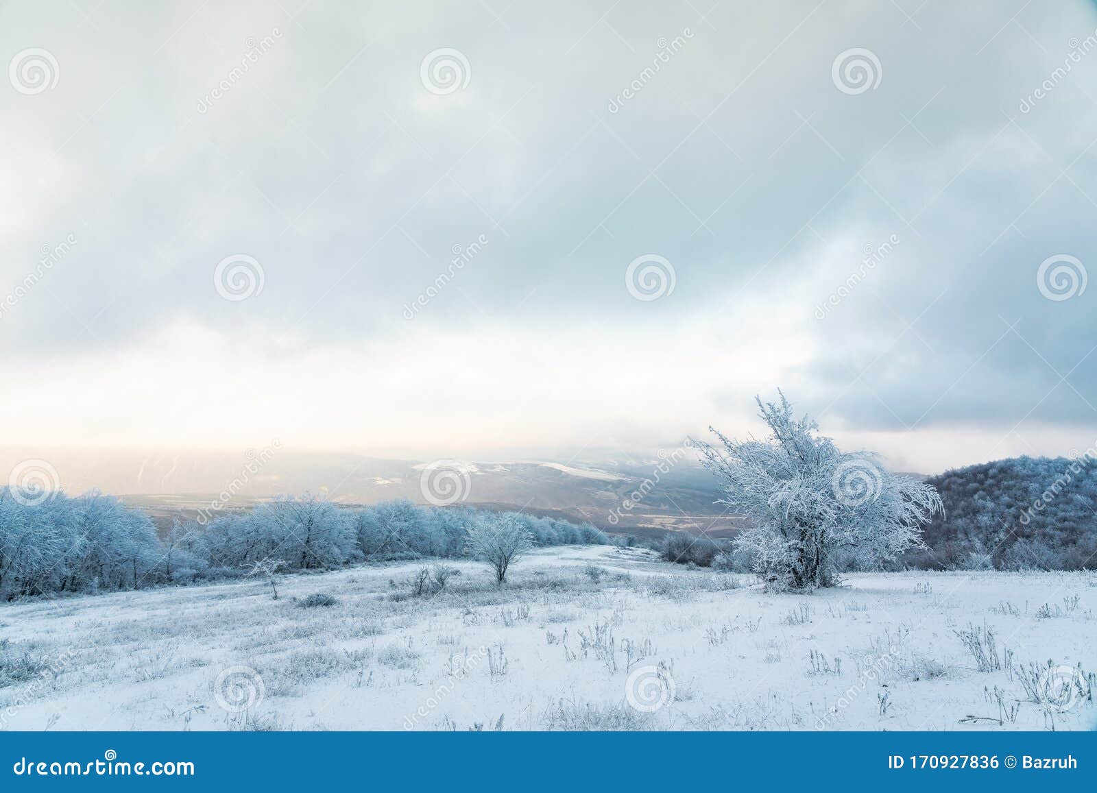 Icy trees in a snowy field stock photo. Image of nature - 170927836