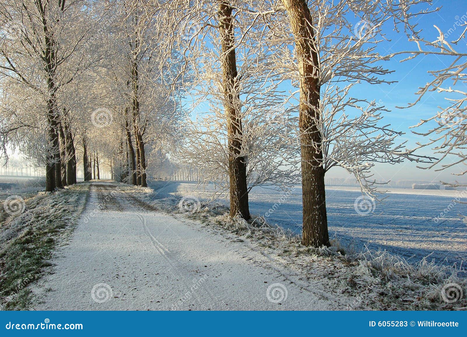 Icy trees on top of dutch stock image. Image of landscape - 6055283