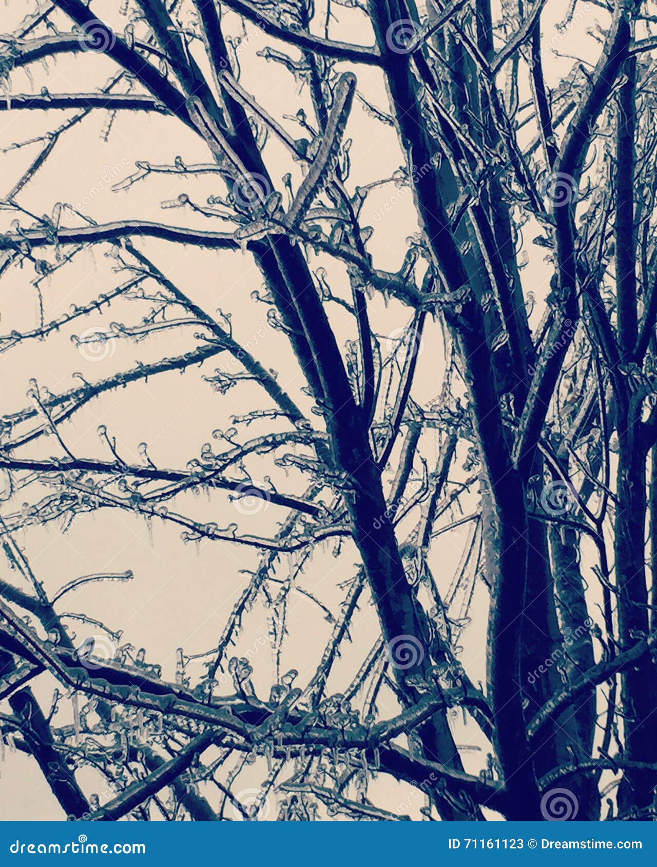 Icy trees stock image. Image of pretty, winter, trees - 71161123