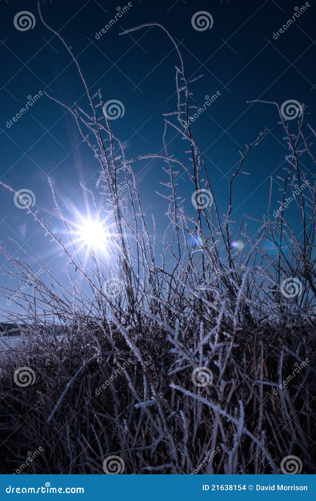 Icy Twigs and Branches in Snow Against Blue Dawn Stock Photo - Image of ...