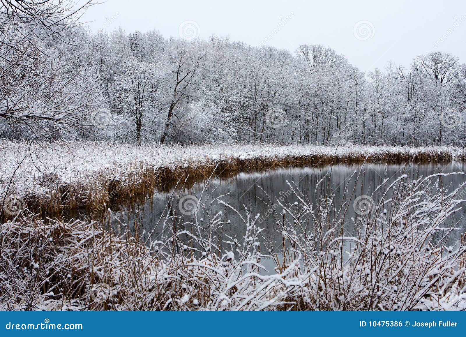 Icy Winter Landscape stock photo. Image of swamp, park - 10475386