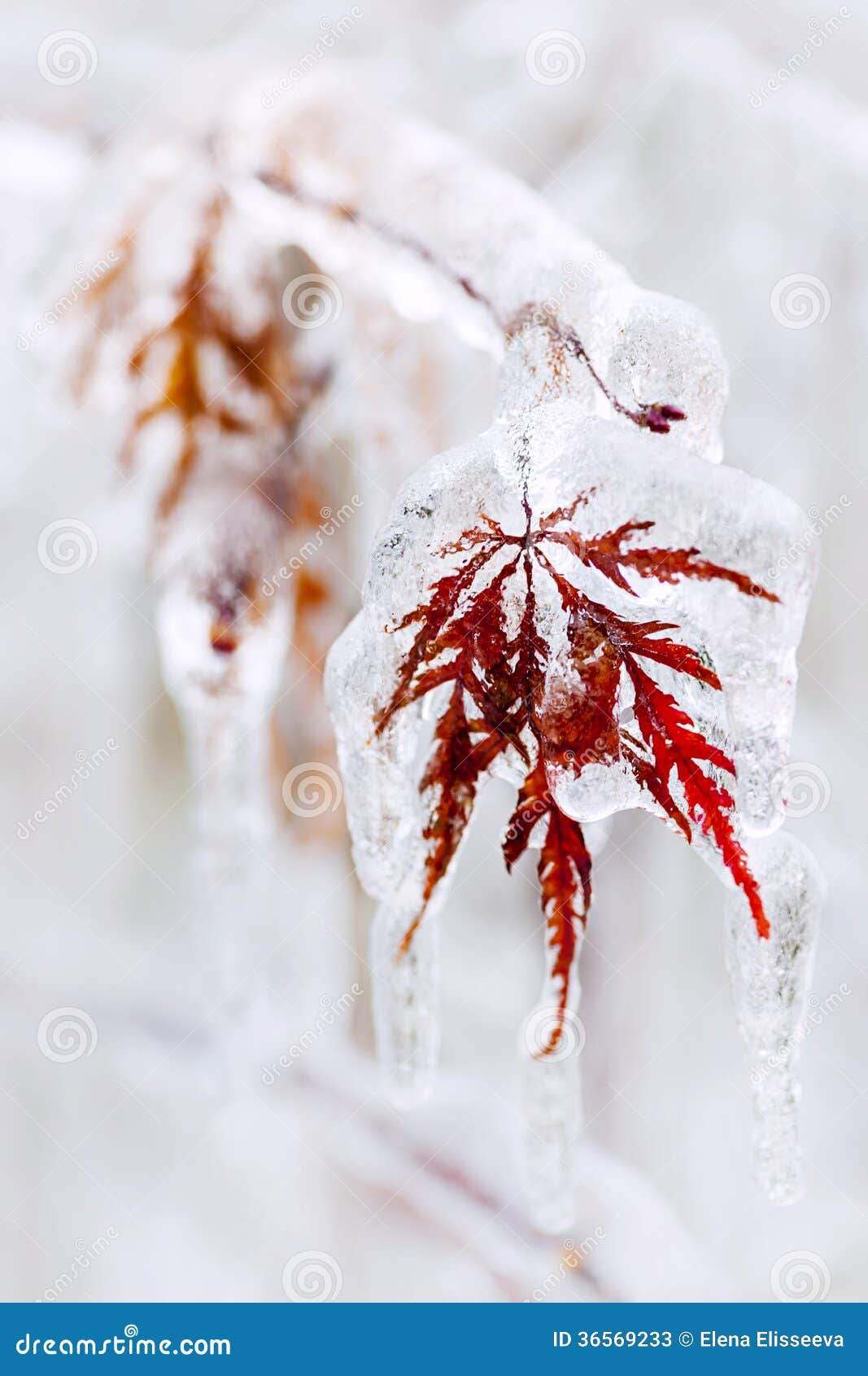 Icy winter leaf stock image. Image of natural, seasonal - 36569233