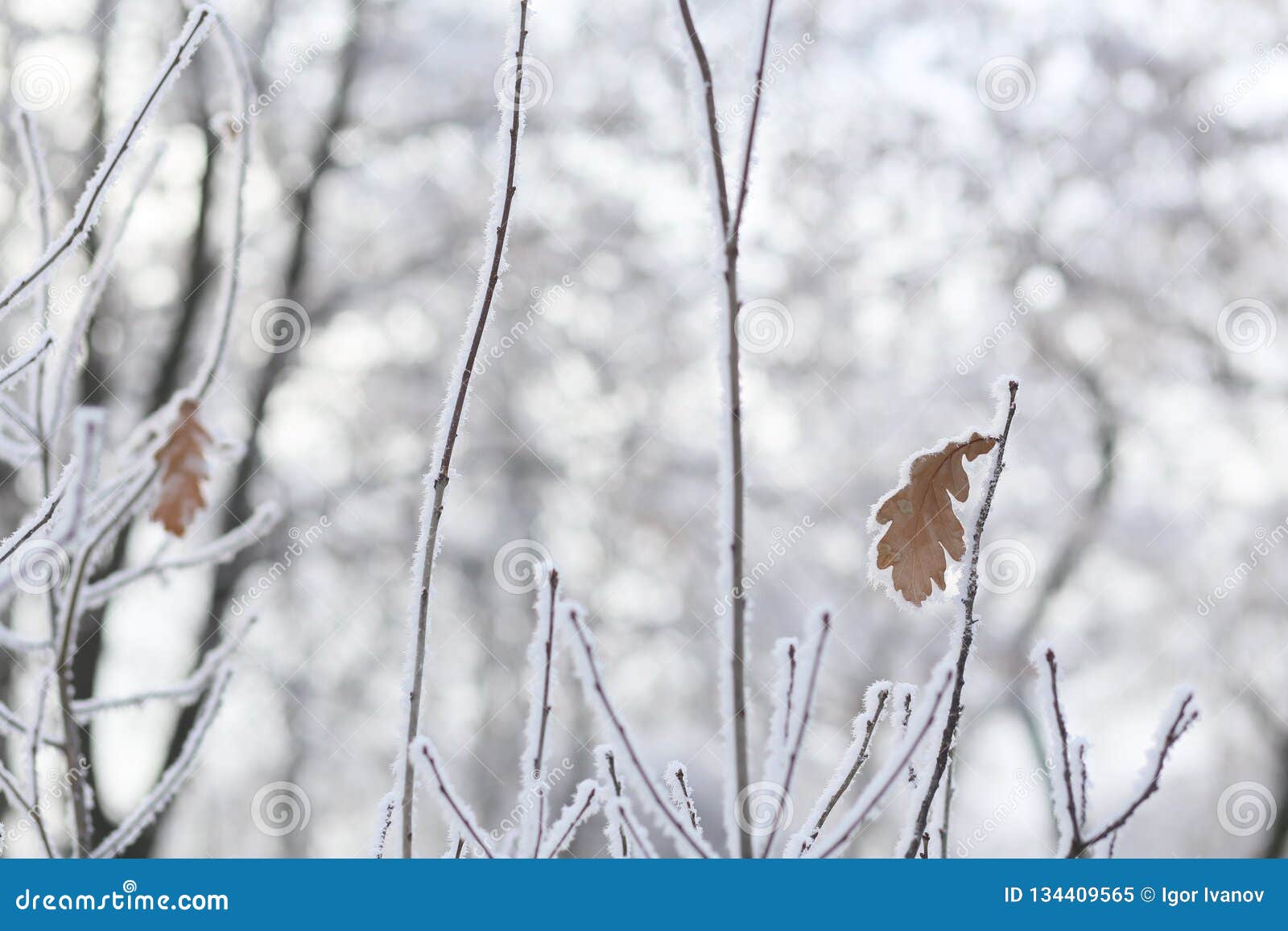 Icy winter tree stock image. Image of background, freeze - 134409565