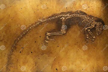 Ida the fossil editorial photo. Image of archaeology - 12370641