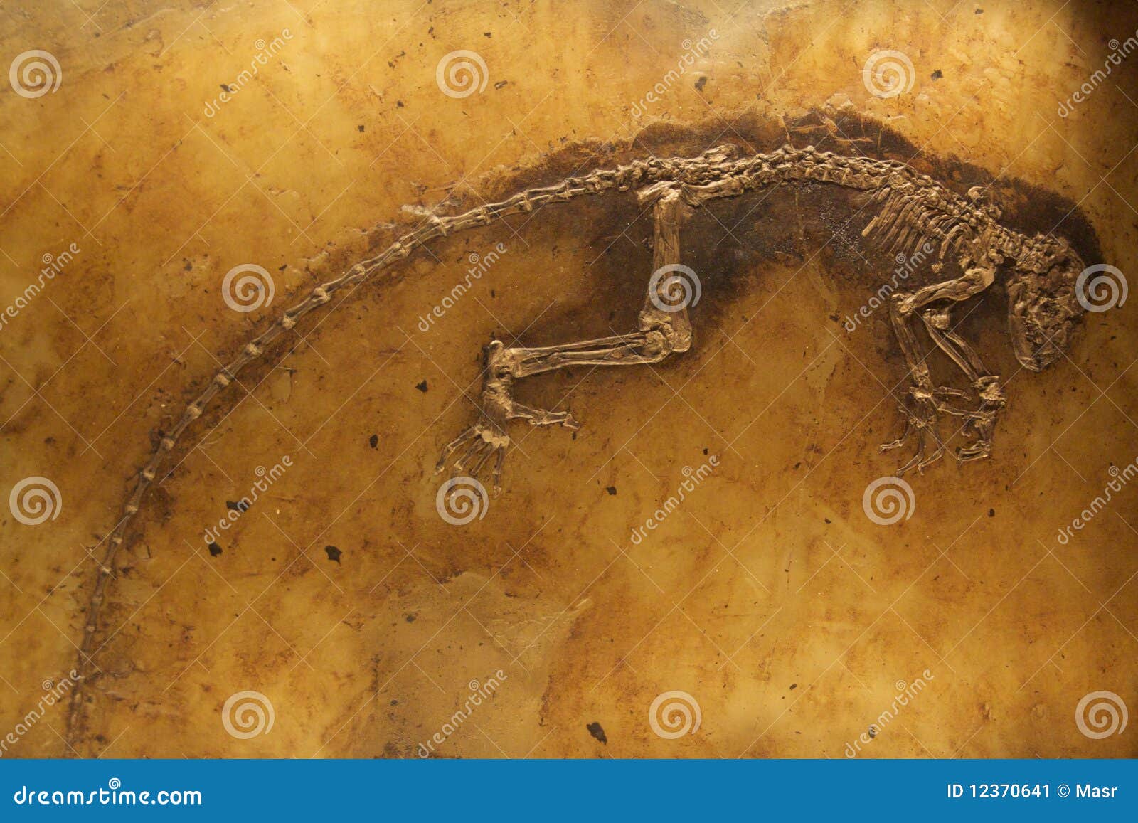 Ida het fossiel redactionele foto. Image of primaat, archeologie - 12370641